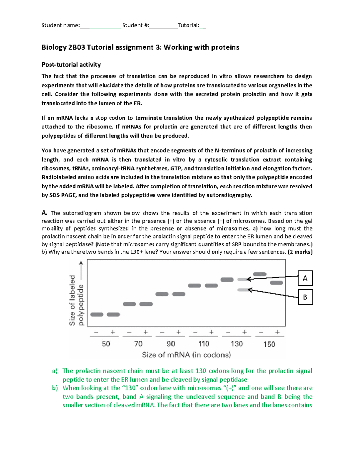 2024F Bio 2B03 Assignment 3 Working with proteins - Biology 2B03 - McMaster - Studocu