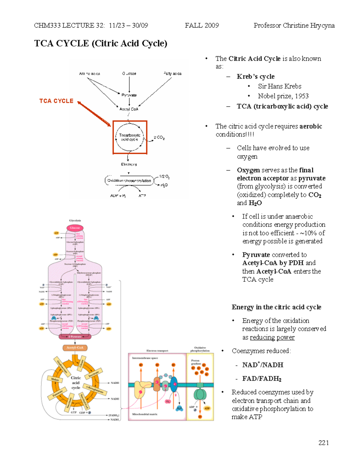 Dokumen - siklus krebs - TCA CYCLE (Citric Acid Cycle) The Citric Acid Cycle is also known as ...