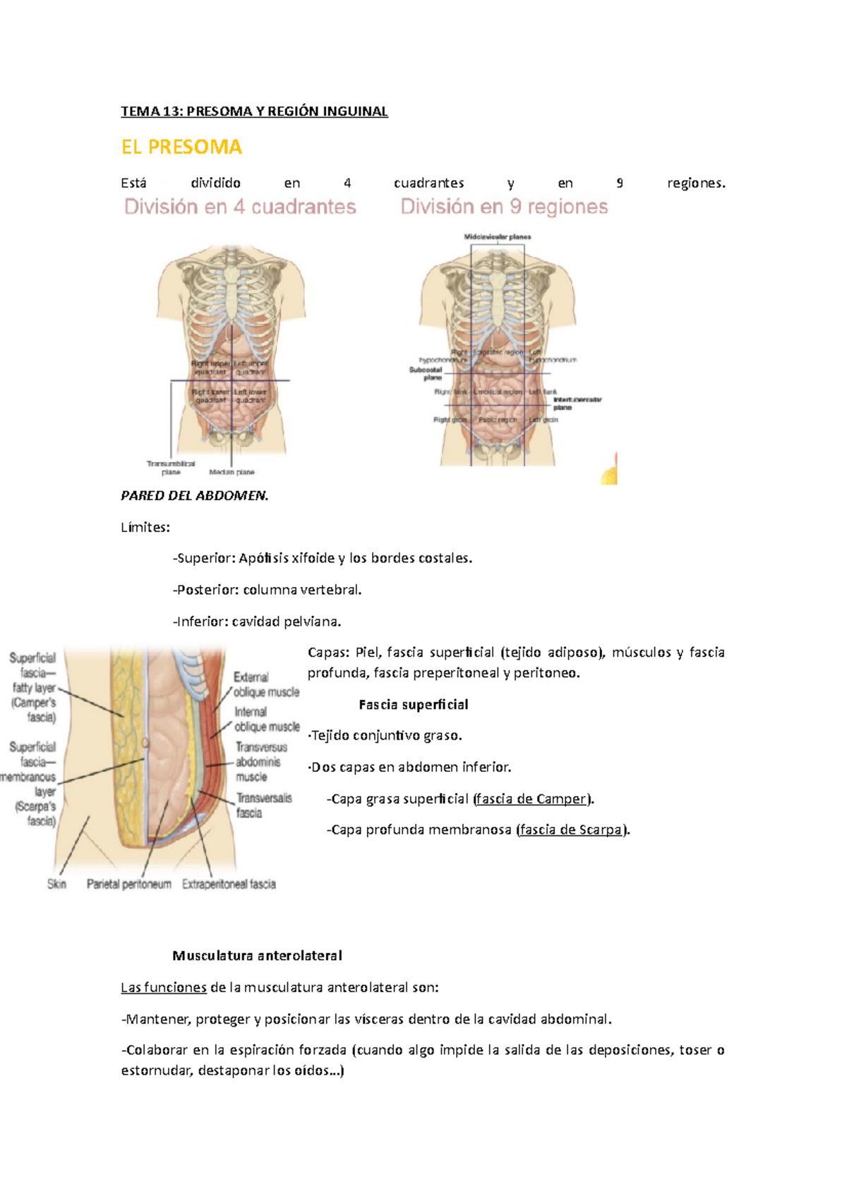 TEMA 13 Presoma Y Región Inguinal - TEMA 13: PRESOMA Y REGIÓN INGUINAL ...