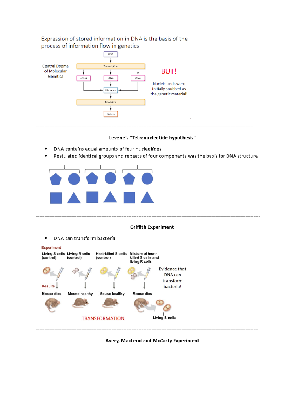 Ch 11 - DNA & Replication - Levene’s “Tetranucleotide hypothesis” DNA ...