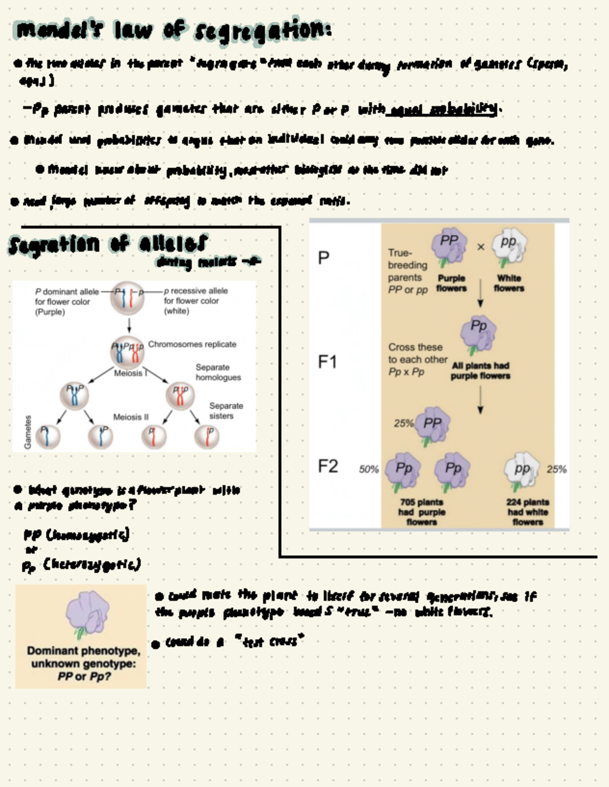 Simple Patterns Of Sexual Inheritance Pg 4 Mendel S Law Of