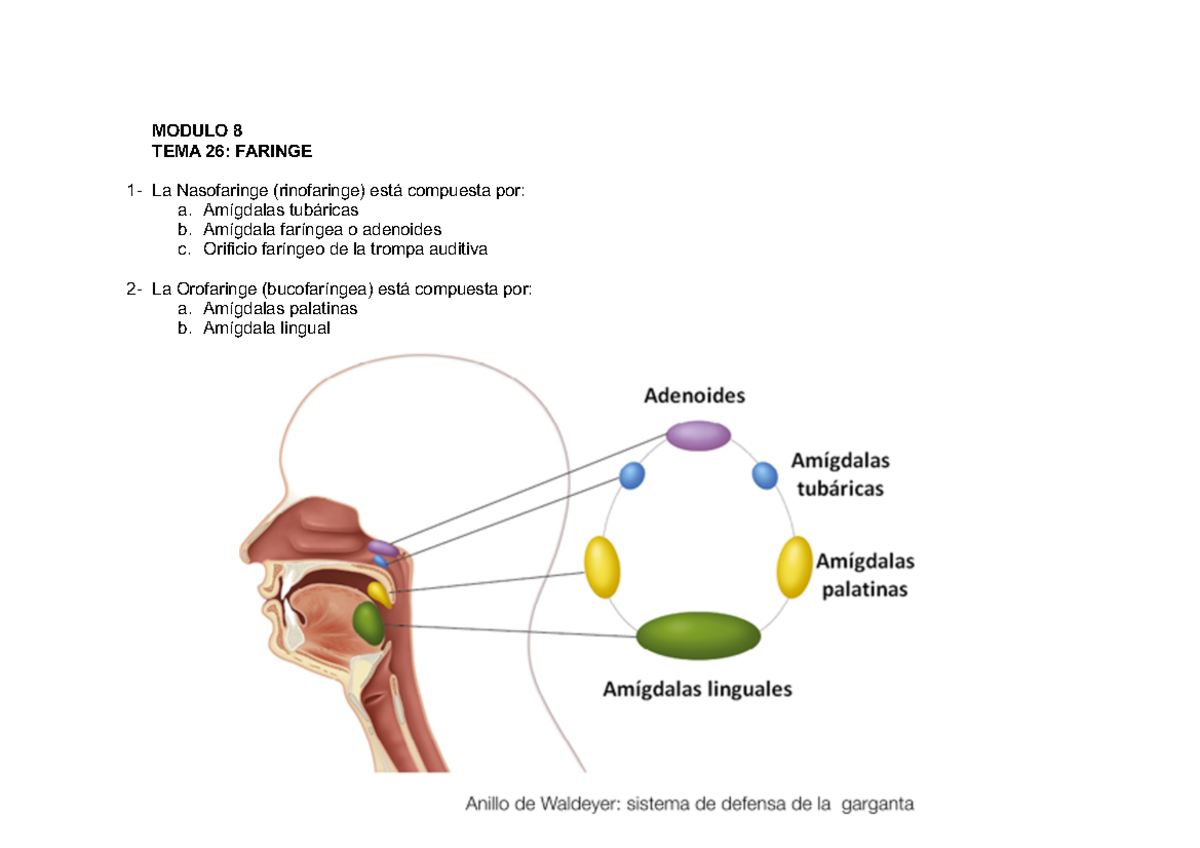 TEMA 26 - 27 - preguntas - MODULO 8 TEMA 26: FARINGE 1- La Nasofaringe ...