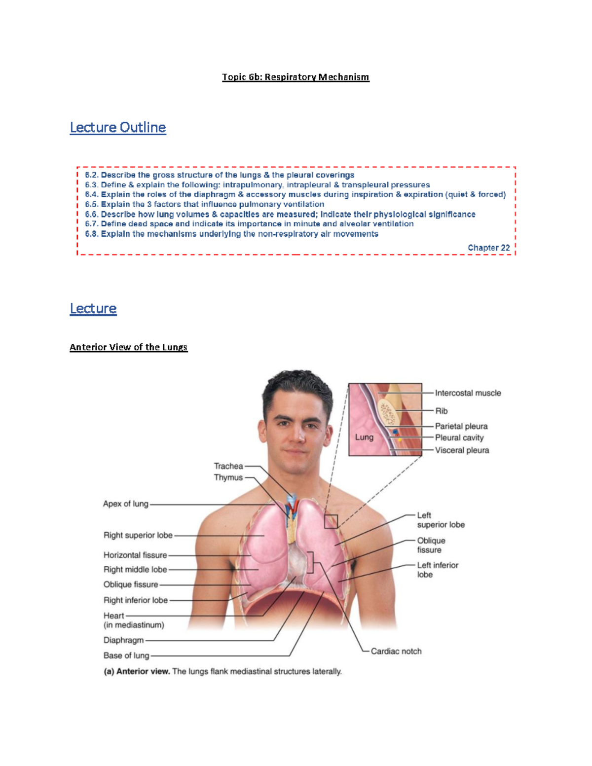 Topic 6b Respiratory Mechanism - Lecture notes 6b - Topic 6b ...