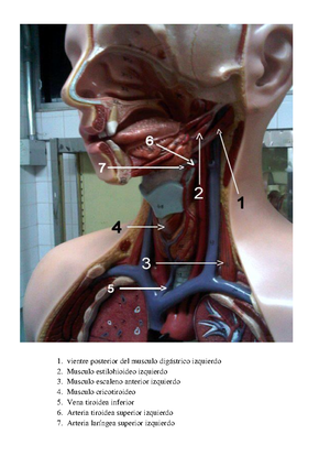 Cirugia-esofago - Curso de cirugia esofagica y todas sus ...