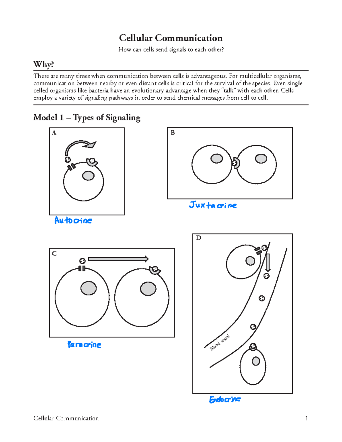 549890188 Cellular Communication Pogil - Cellular Communication 1 ...