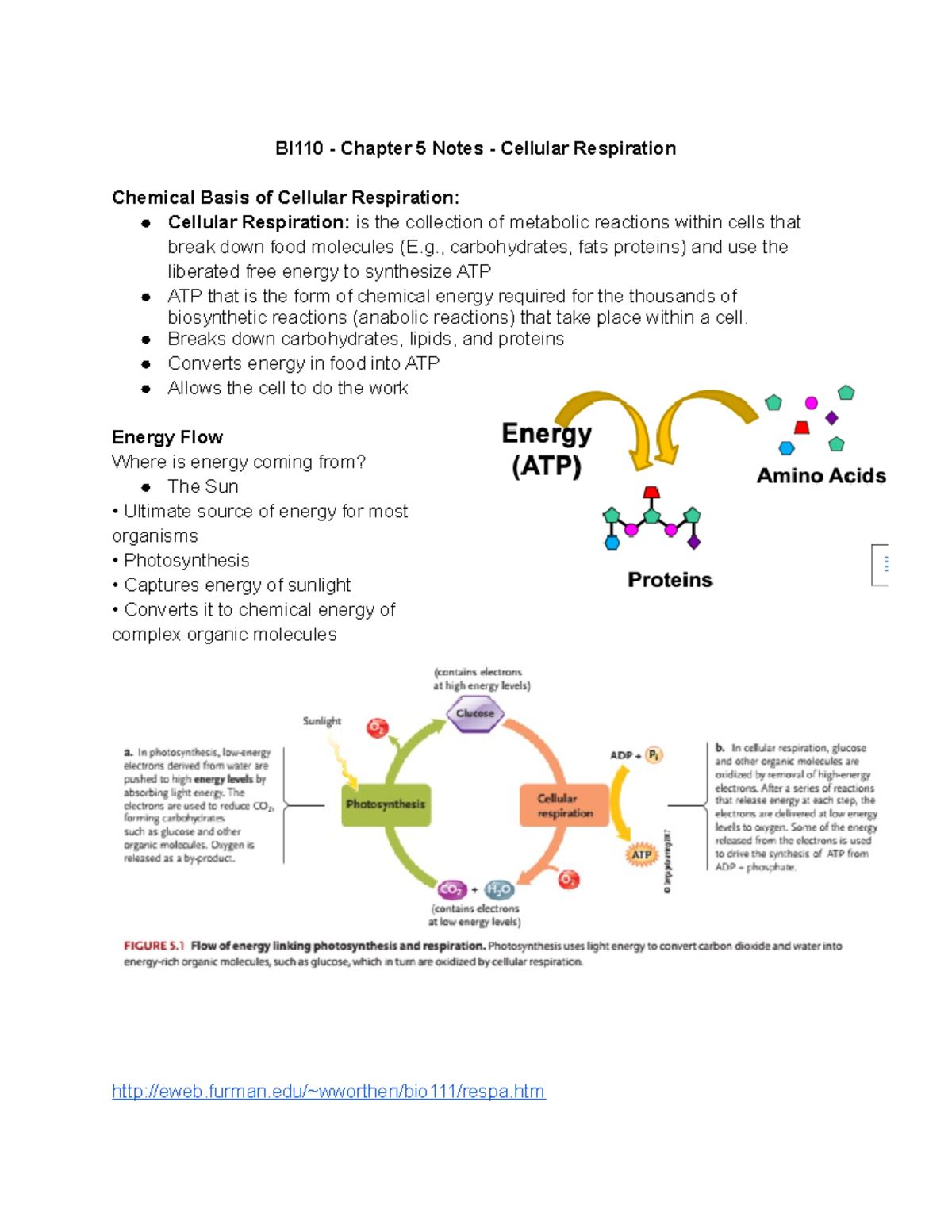 BI110 - Chapter 5 Notes - Cellular Respiration - BI110 - Chapter 5 ...