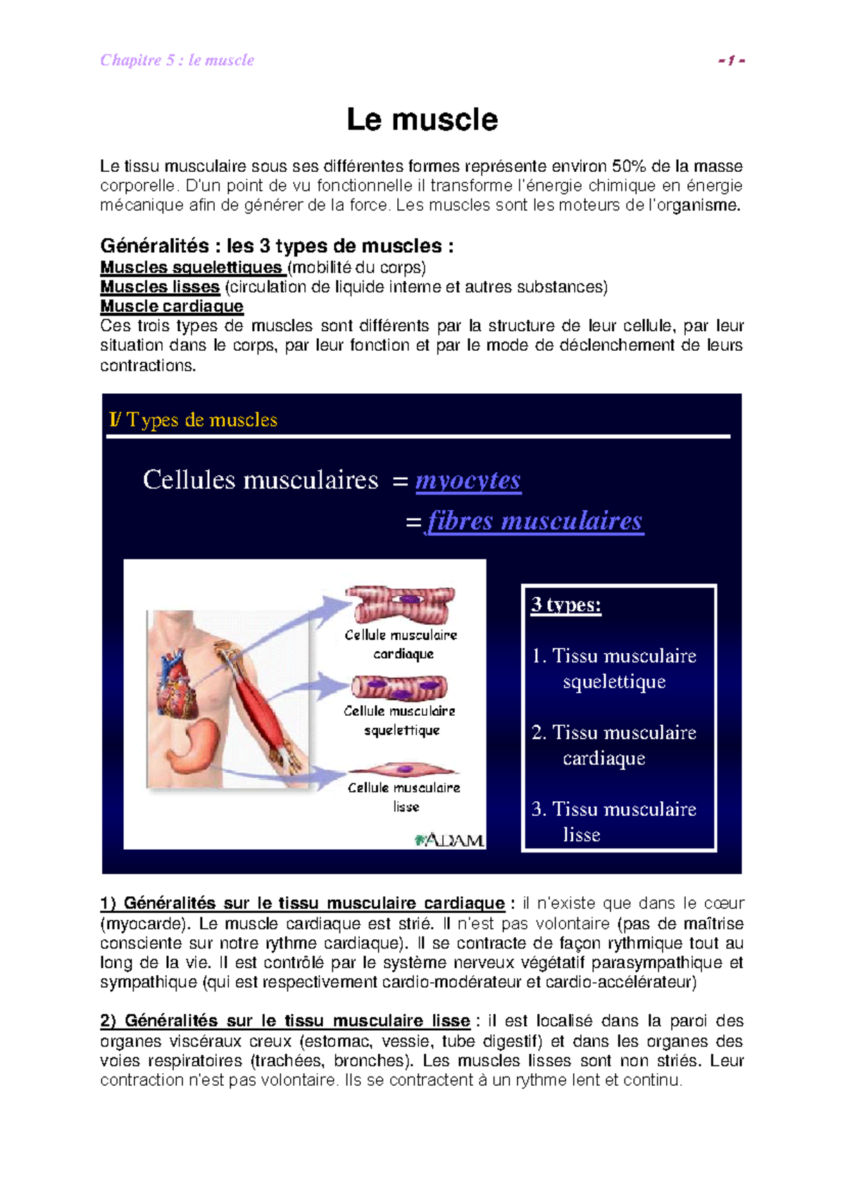 Chapitre 5 - Le Muscle - Le muscle Le tissu musculaire sous ses ...