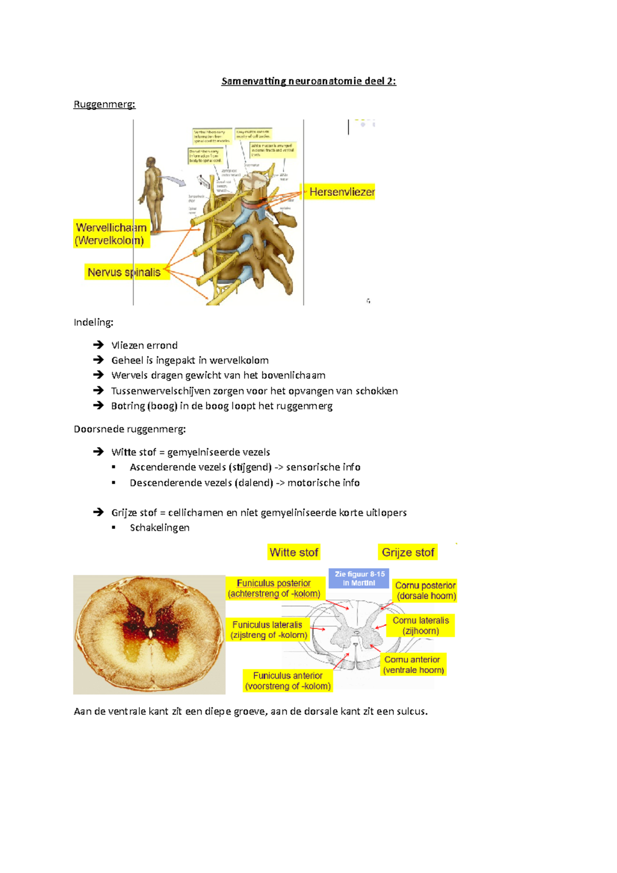 Samenvatting neuroanatomie deel 2 - Uitwendige bouw van het ruggenmerg ...
