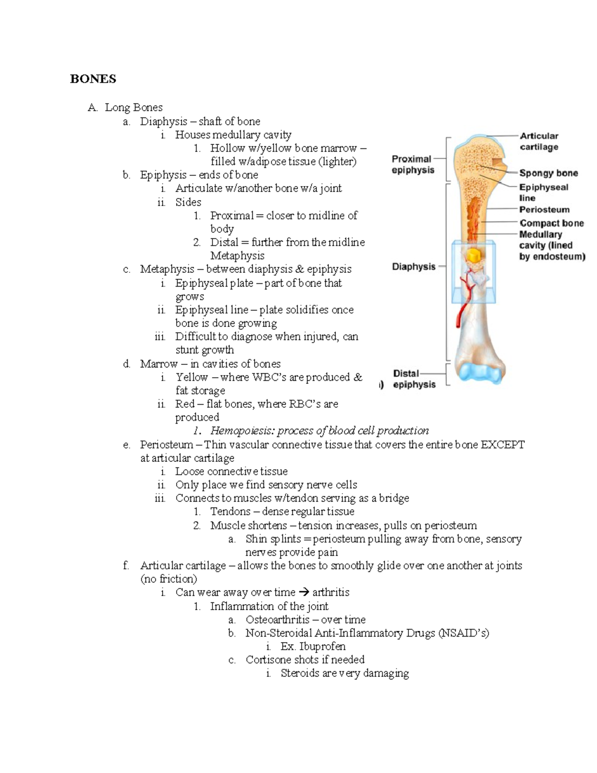 Bones Final - Bone Notes. Unit 2 with professor Anderson. - BONES A ...