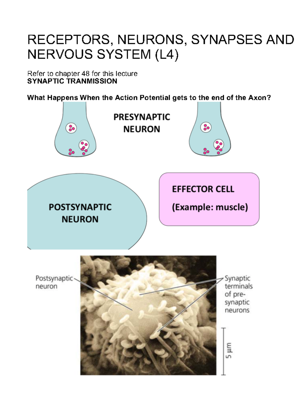 Receptors, Neurons, Synapses AND Nervous System (L4) - Refer to chapter ...