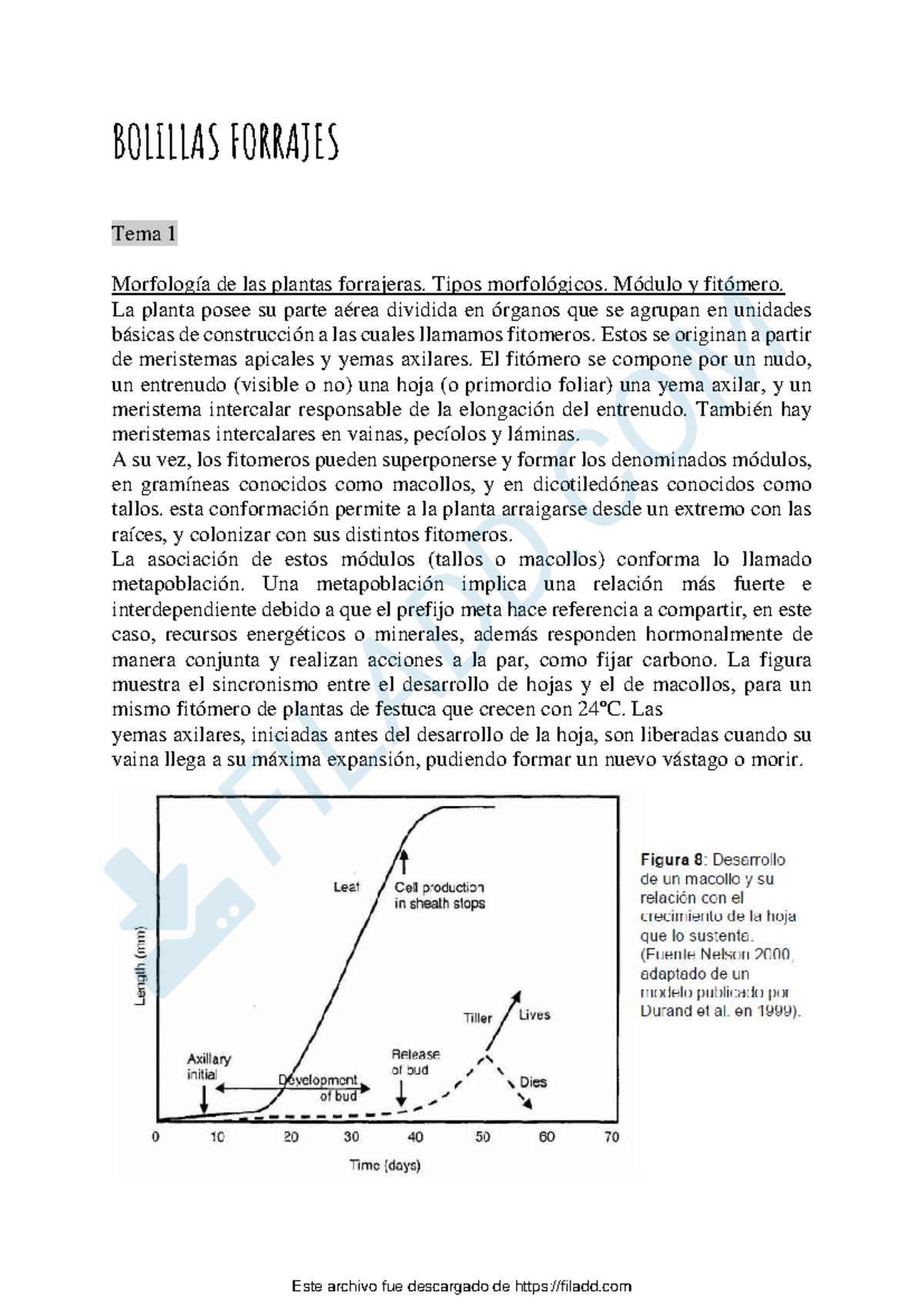 Bolillas Forrajes - BOLILLAS FORRAJES Tema 1 Morfología de las plantas ...