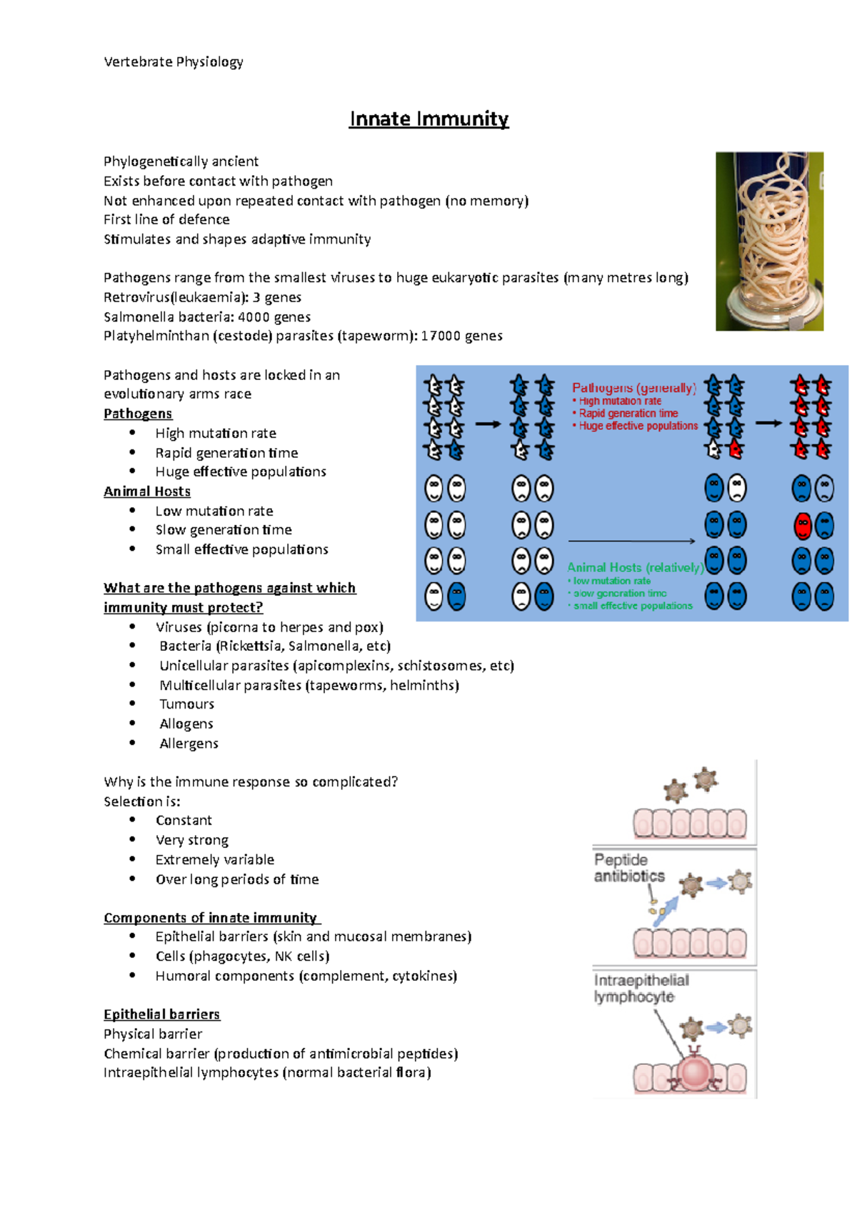 Innate Immunity - notes - Innate Immunity Phylogenetically ancient ...