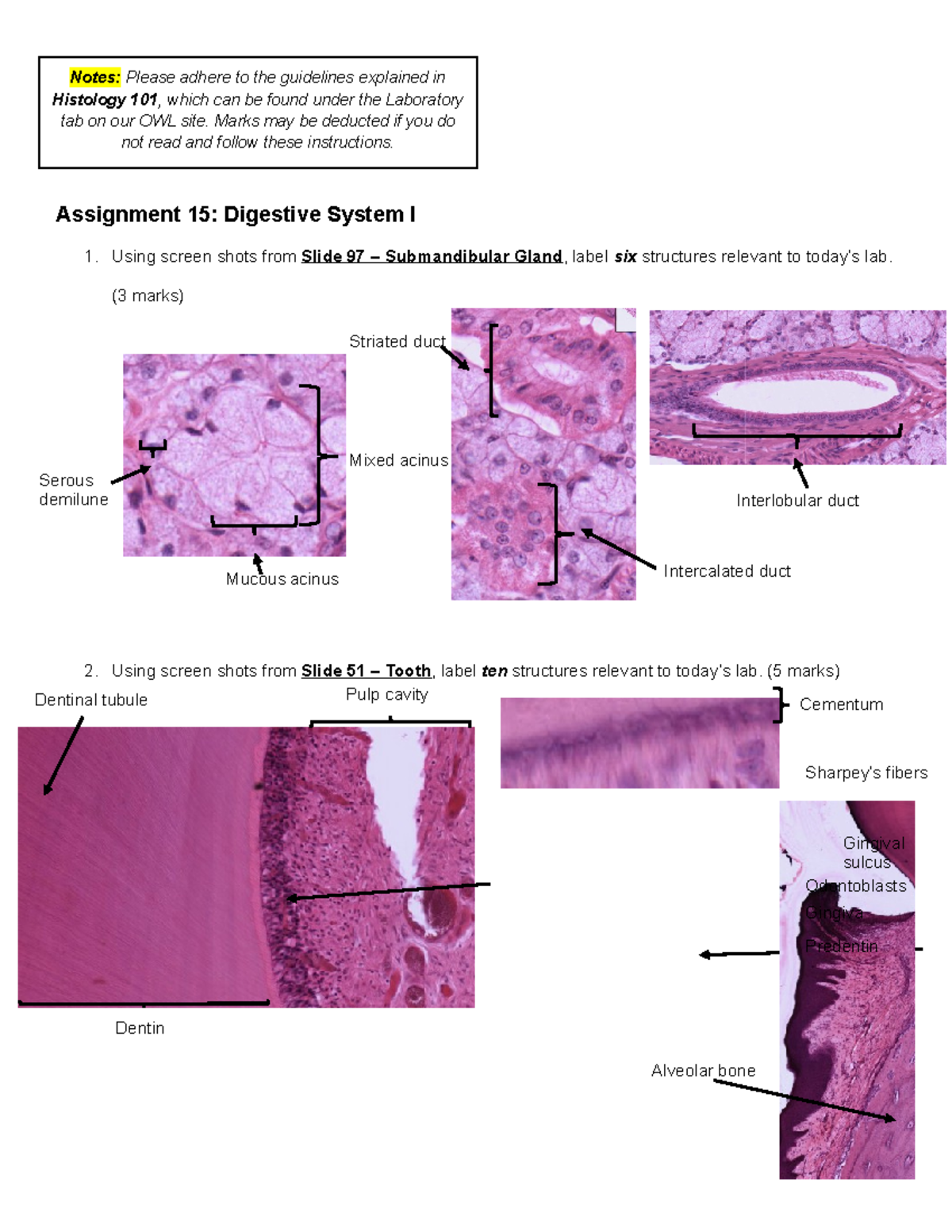 Lab Assignment 15: Digestive System 1 - Notes: Please adhere to the ...