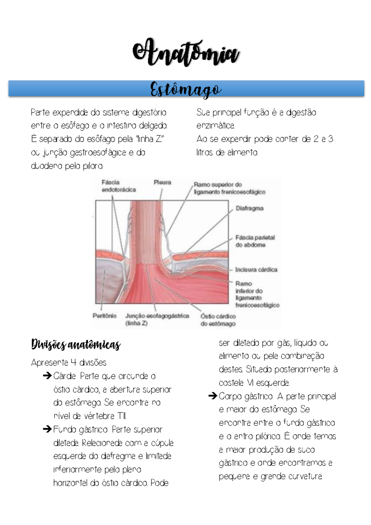 Anatomia - Estômago - Anatomia Estômago Parte expandida do sistema ...