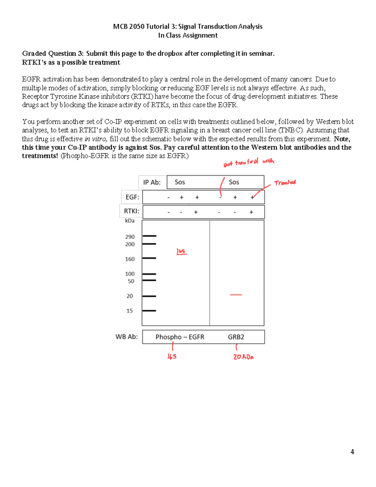 F23 Signal transduction Seminar 3 PDF - MCB 2050 Tutorial 3 : Signal Transduction Analysis In ...