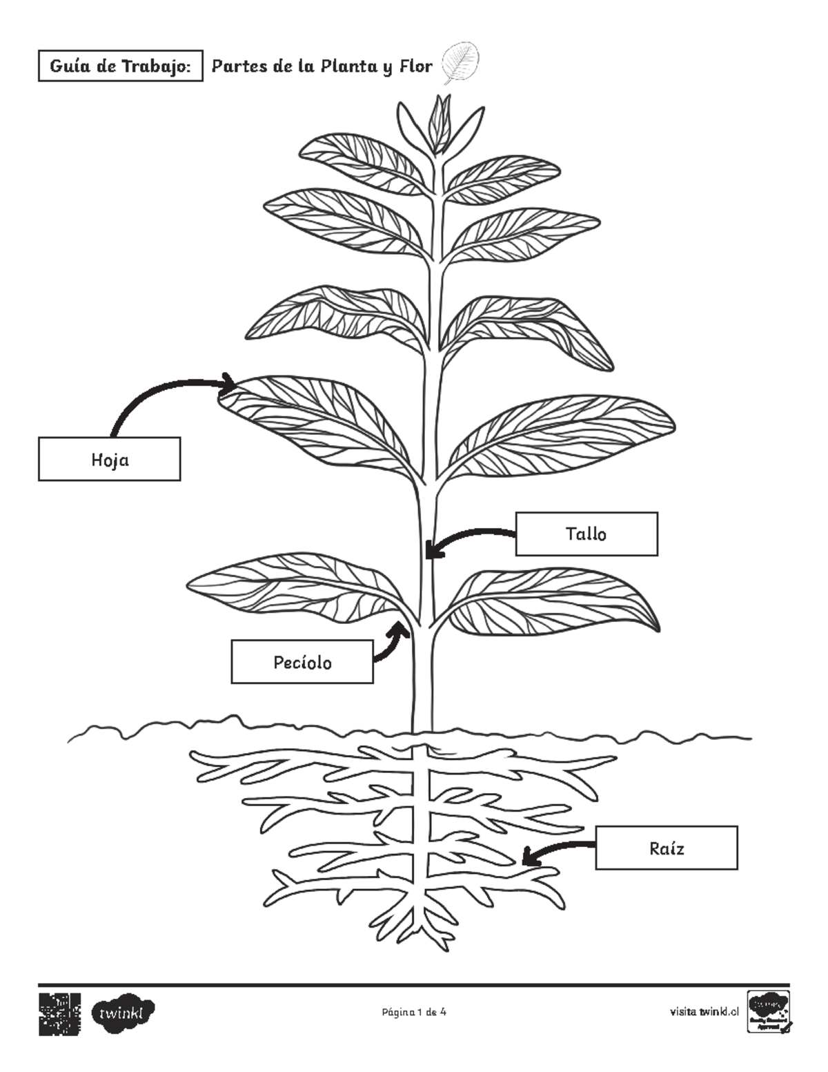 Partes DE LA Planta - Biología General - Hoja Tallo Pecíolo Raíz - Studocu