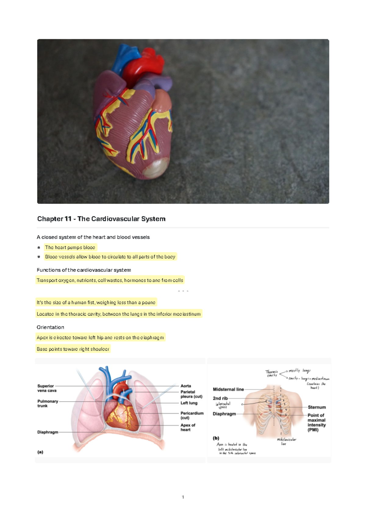 Chapter 11 - The Cardiovascular System - Chapter 11 - The ...