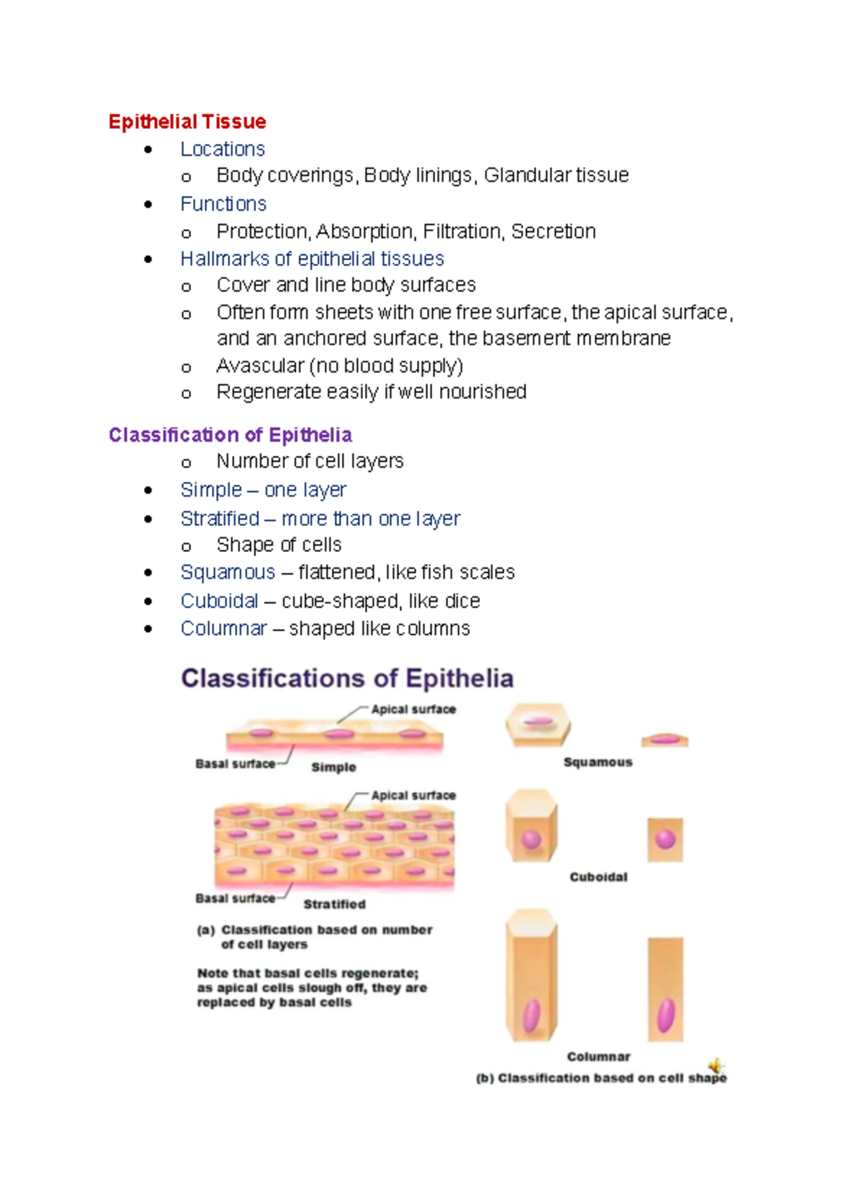 Tissue - Anatomy and Physiology Lecture Notes - Epithelial Tissue ...