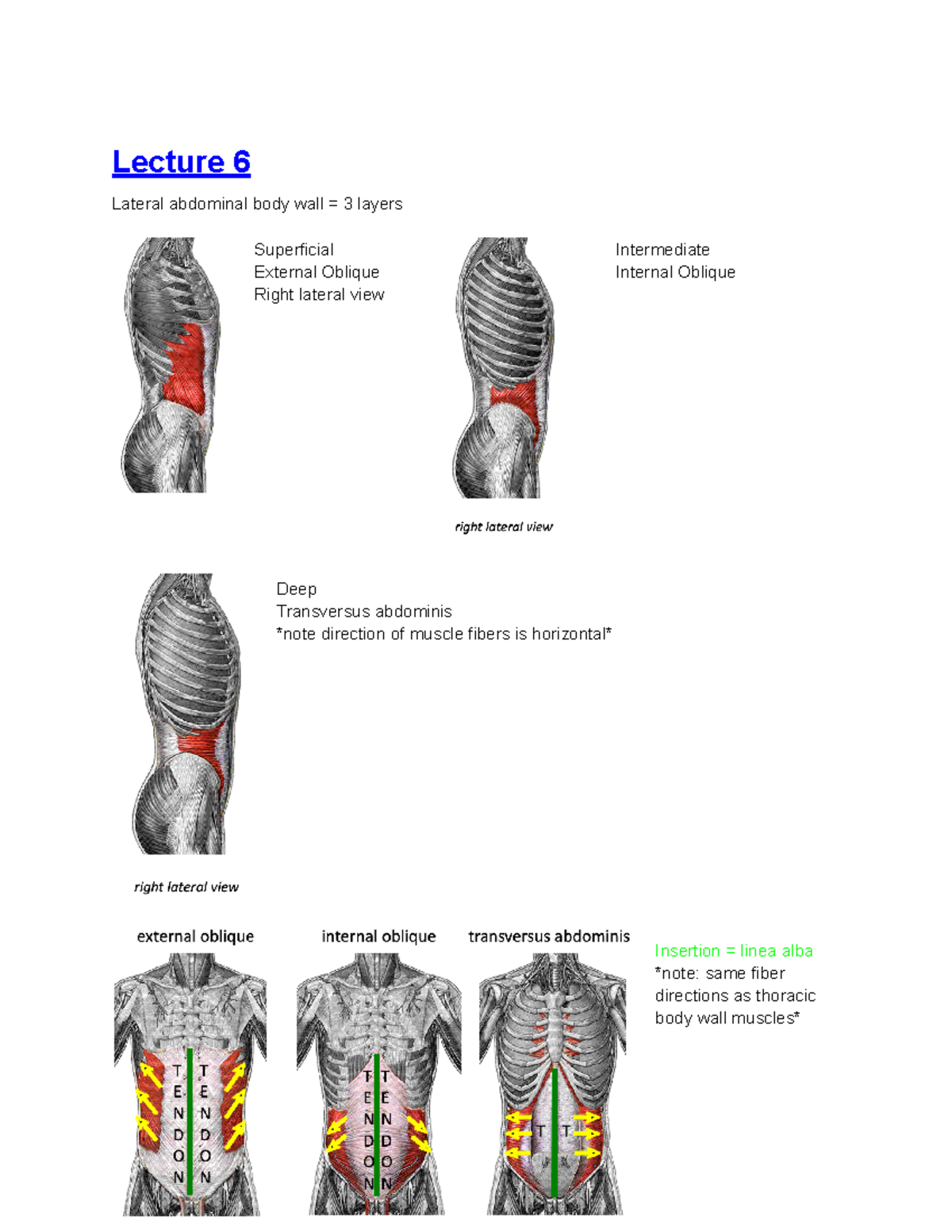 Human Anatomy Lecture 6 - Lecture 6 Lateral abdominal body wall = 3 ...