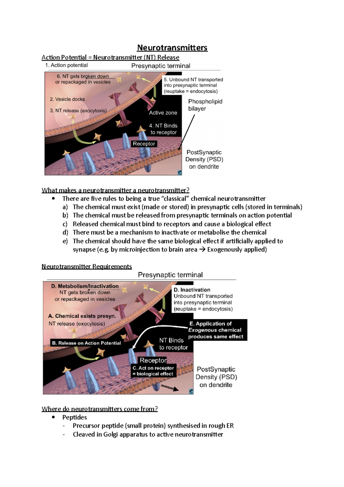 Neurotransmitters - Lecture notes 2-3 - Neurotransmitters Action ...