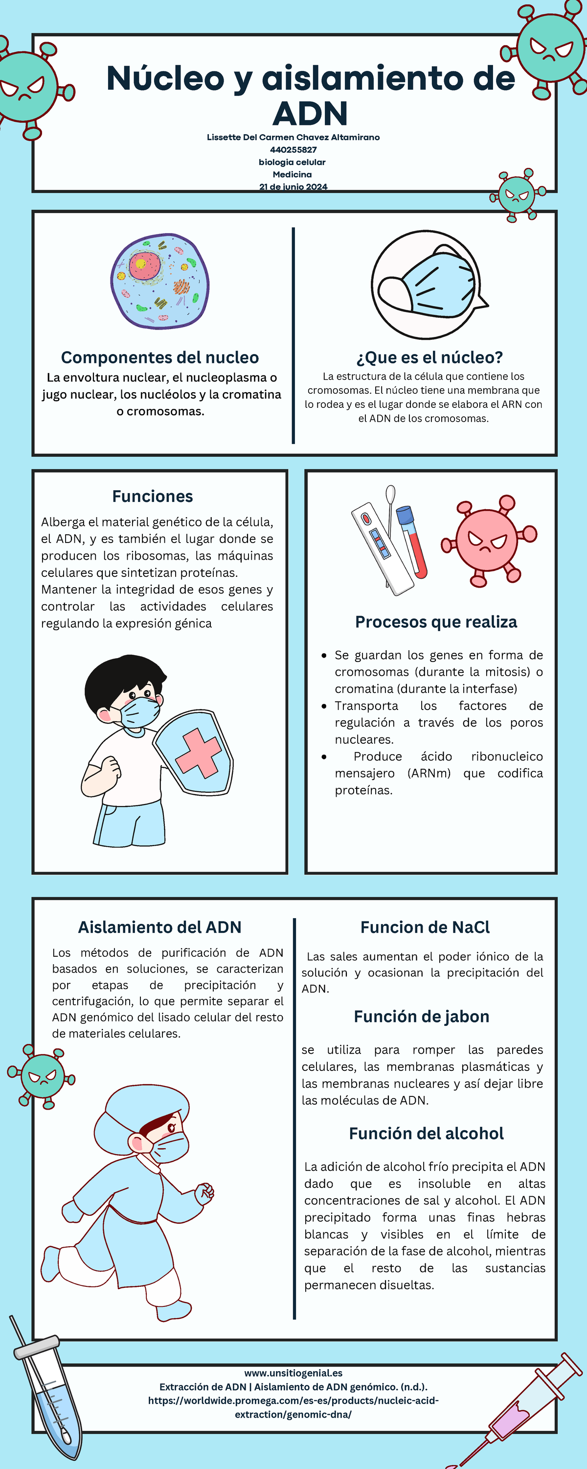 Infografia nucleo y aislamiento del adn - Núcleo y aislamiento de ADN ...