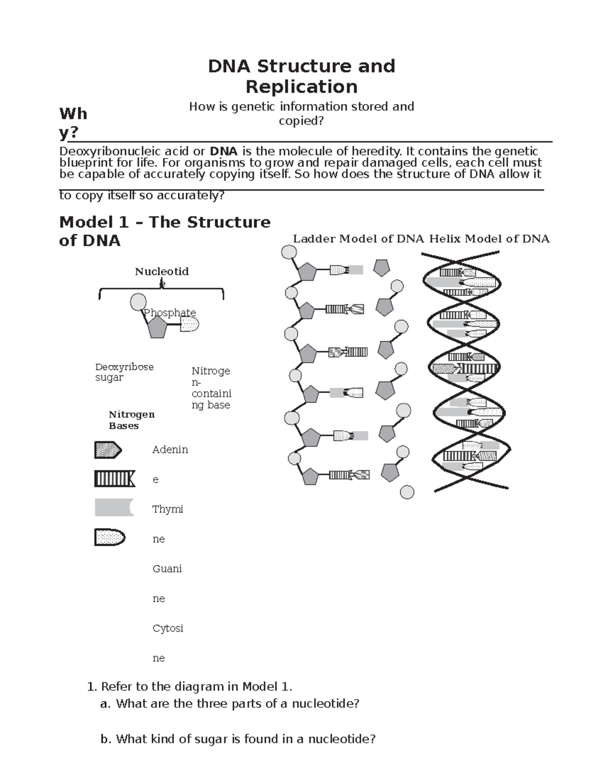 DNA Structure and Replication 4 page - Wh y? DNA Structure and ...