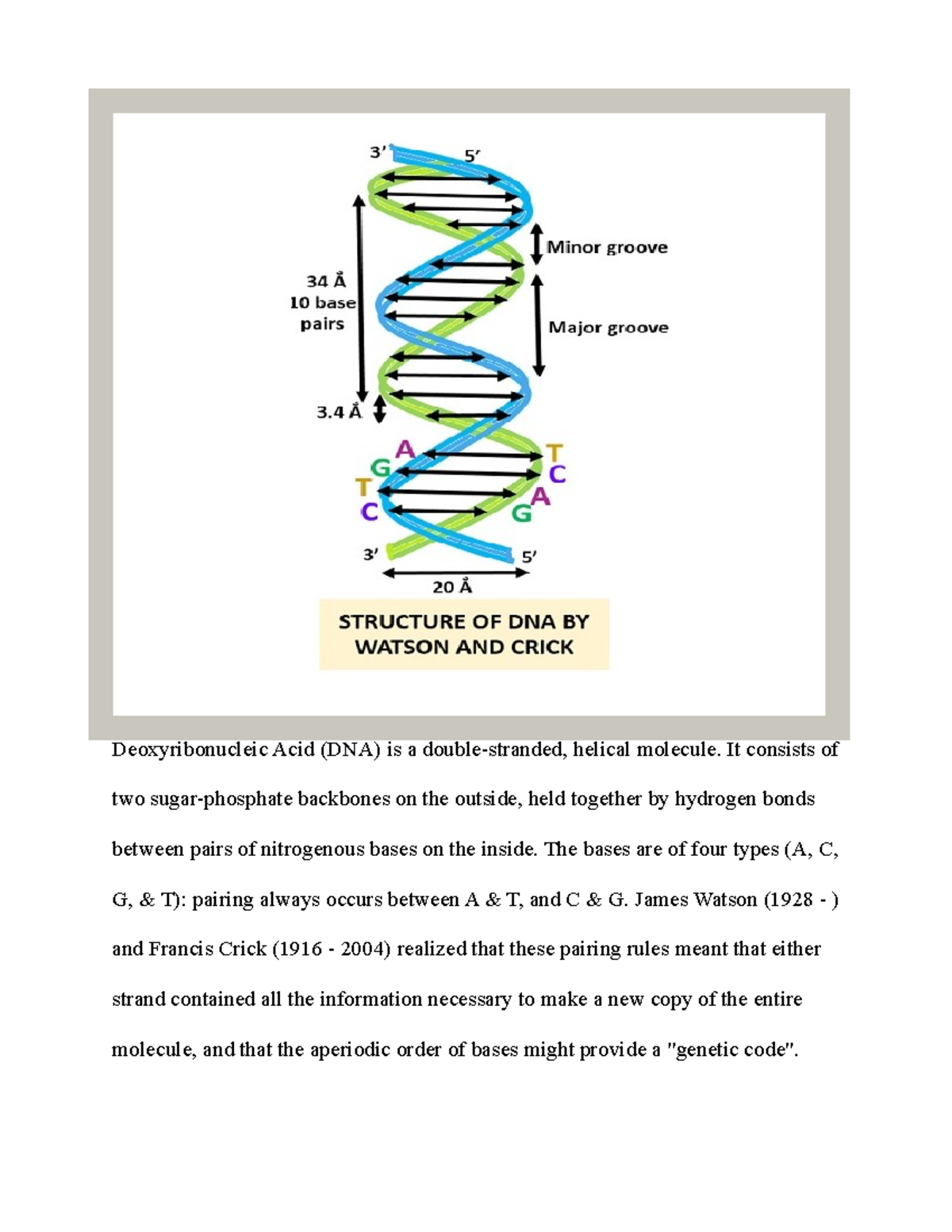 Structure OF DNA BY Watson- Crick - Deoxyribonucleic Acid (DNA) is a ...