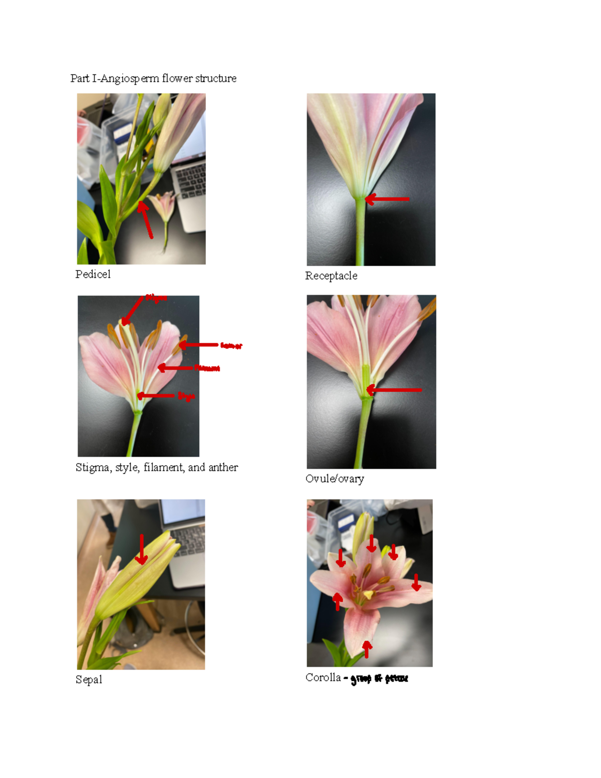 Biol1111 Plant Structure Function 3duw Qjlrvshup Iorzhu Vwuxfwxuh