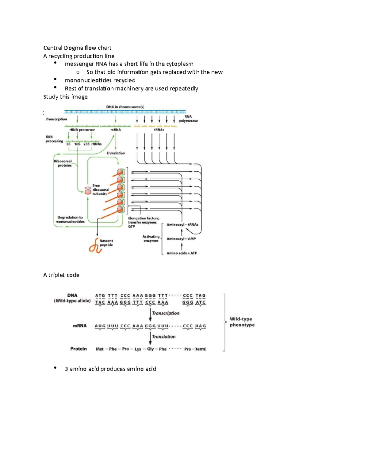 Lecture 19 - N/A - Central Dogma flow chart A recycling production line ...
