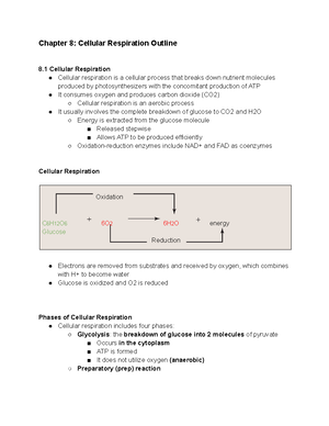 Bio ch 8 lecture notes - cellular respiration - Chapter 8: Cellular ...