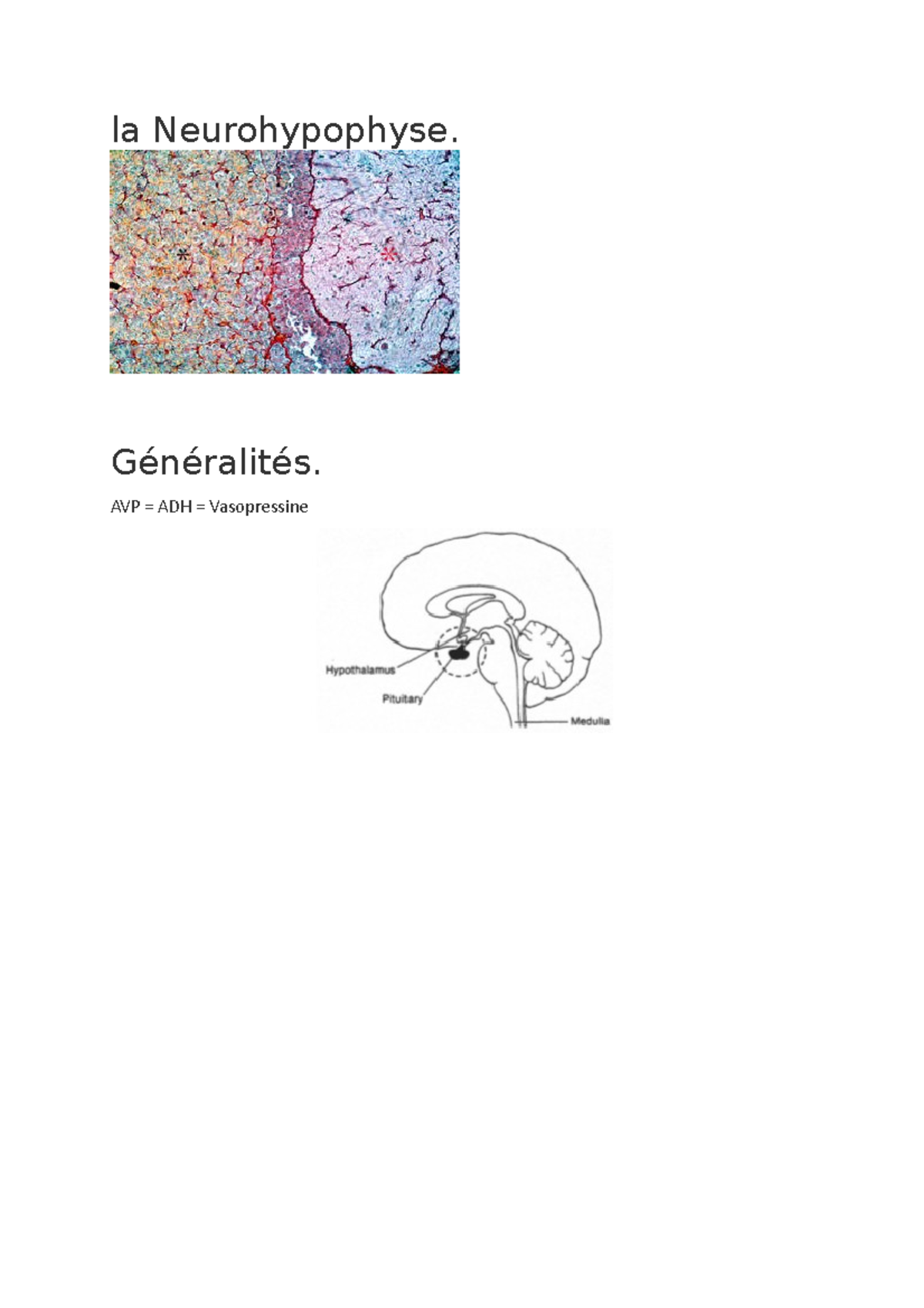 Fiche Neurohypophyse - Résumé Hormonologie endocrinologie - la ...