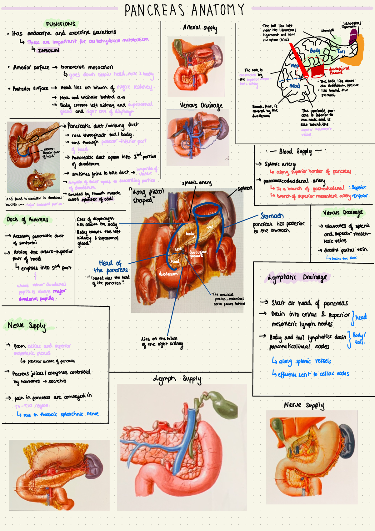 Anatomy Pancreas - Hsshsh - PANCREAS ANATOMY FUNCTIONS lie no renal ...