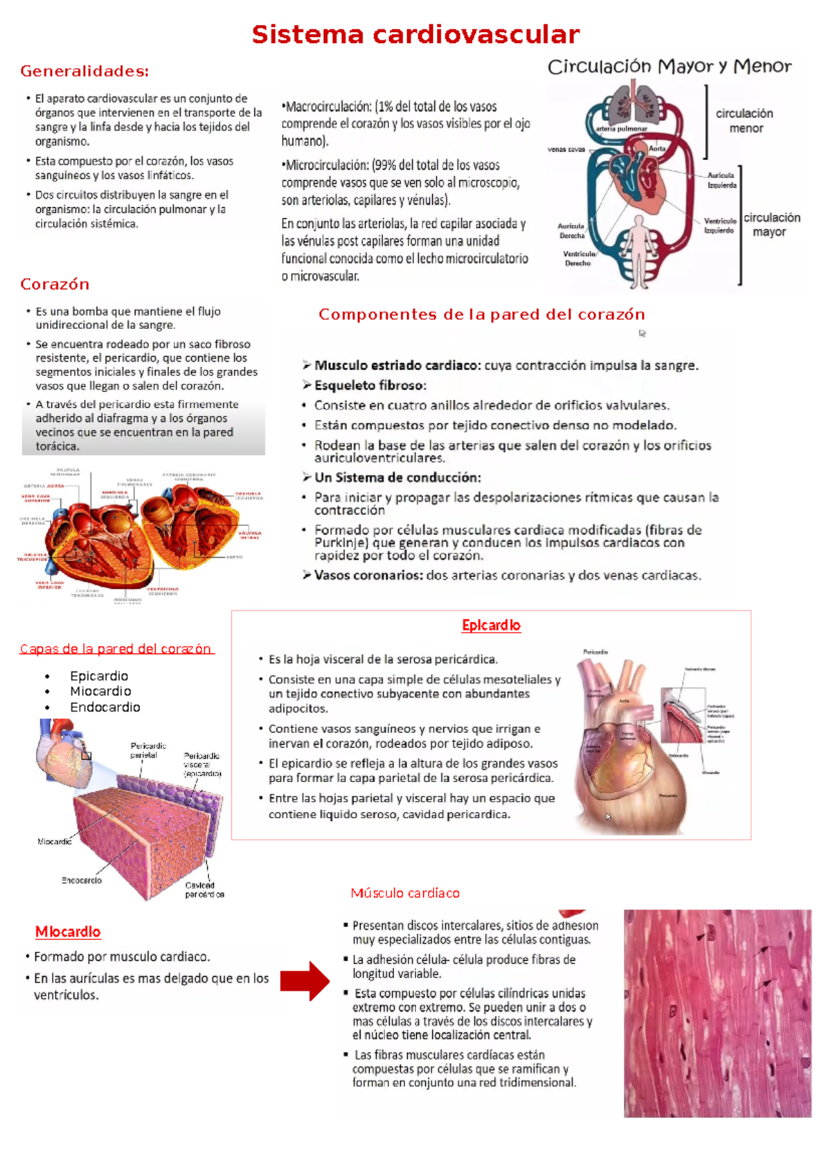 Sistema cardiovascular - Sistema cardiovascular Generalidades: Corazón ...