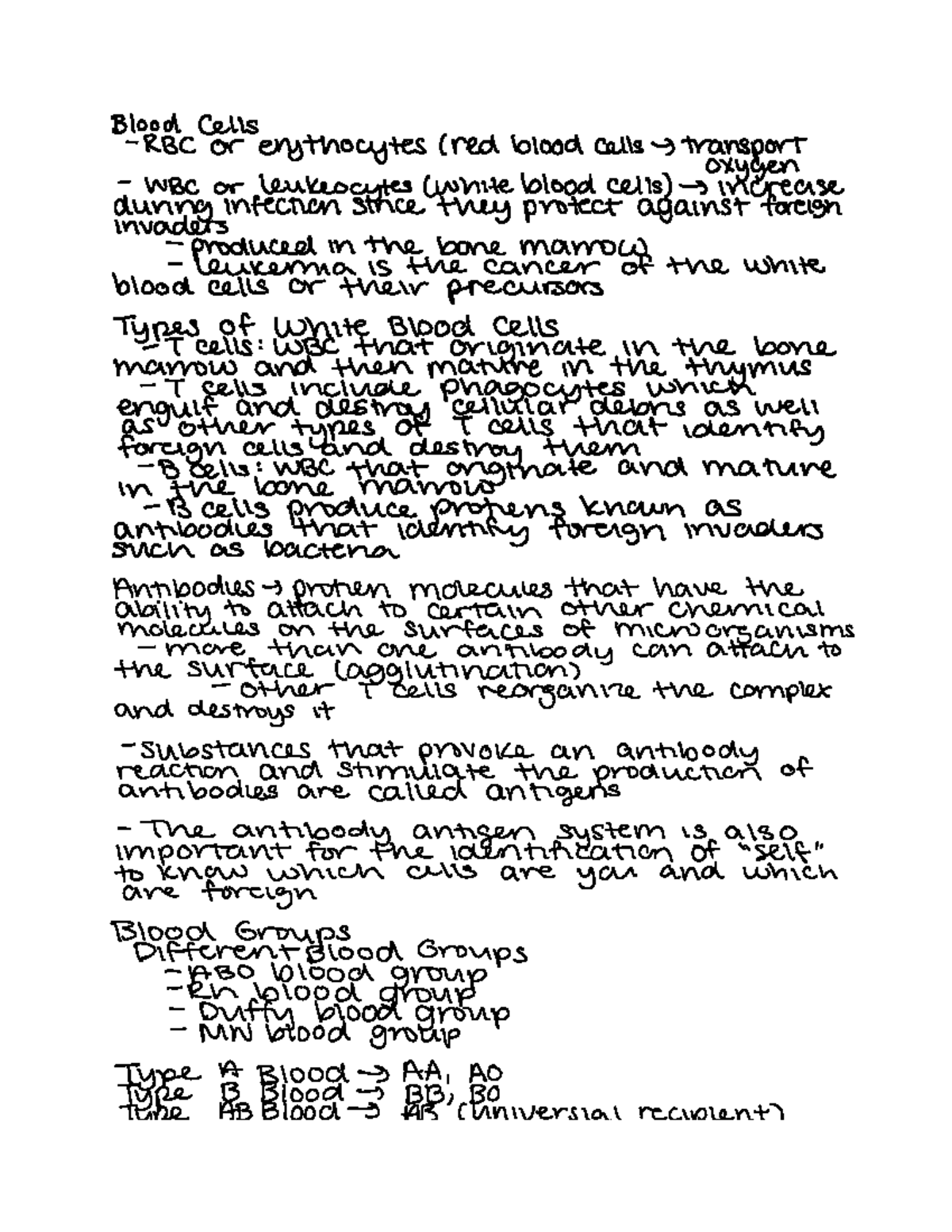 Blood - Lecture notes 5 - Blood cells RBC or erythrocytes red blood ...