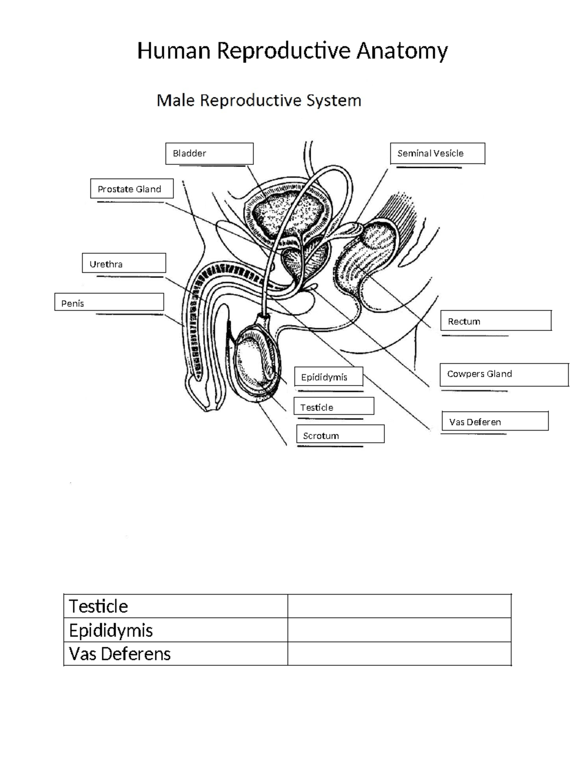 Repro Anatomy Worksheet - Testicle Epididymis Vas Deferens Bladder ...