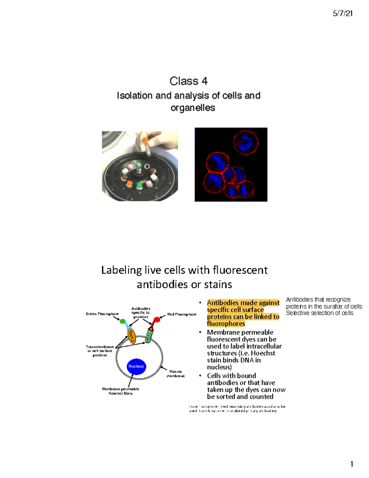 Class 4 - Class 4 Isolation and analysis of cells and organelles ...