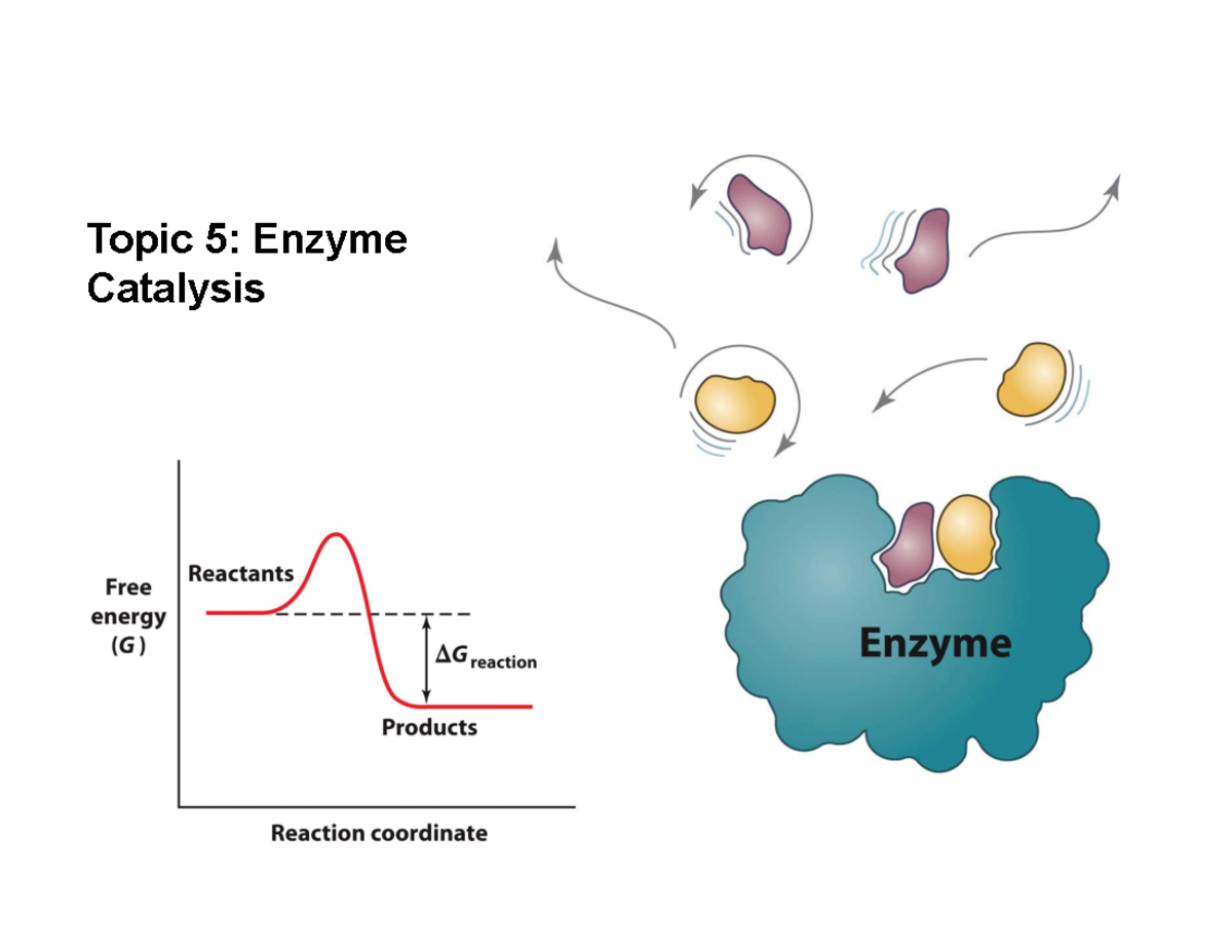 Topic 5 Slides - lecture notes. - Topic 5: Enzyme Catalysis Learning ...