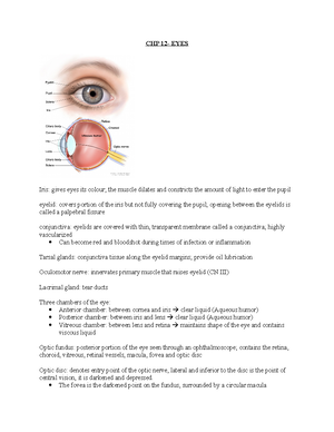 CHP 19 abdomen BATES GUIDE - CHP 19- Abdomen Abdomen: the abdomen ...