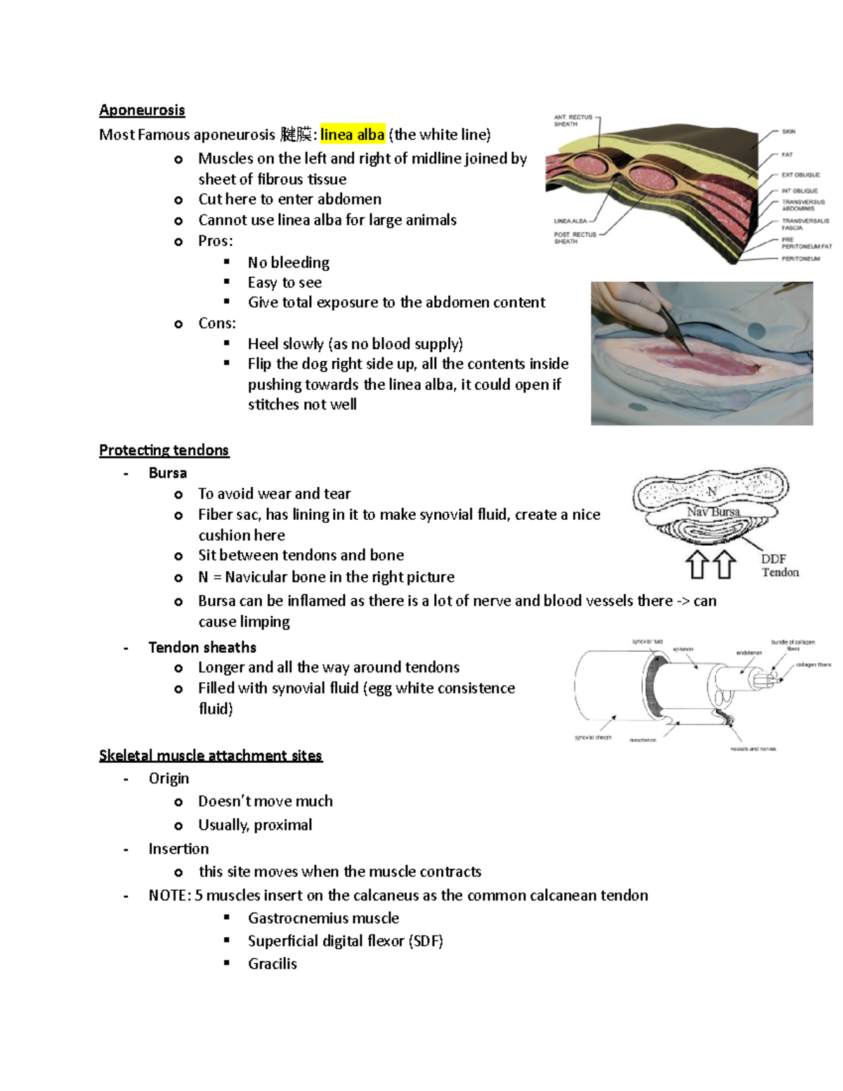 L8 Muscular system 2 - Aponeurosis; Protecting tendons; Skeletal muscle ...