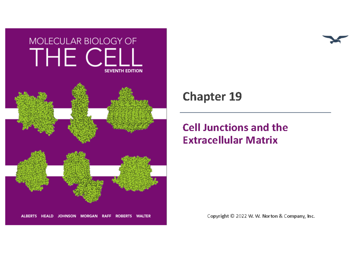 Bio310-Chp19-7th Ed - BIO310 Slides from the book "The Cell" - Chapter ...