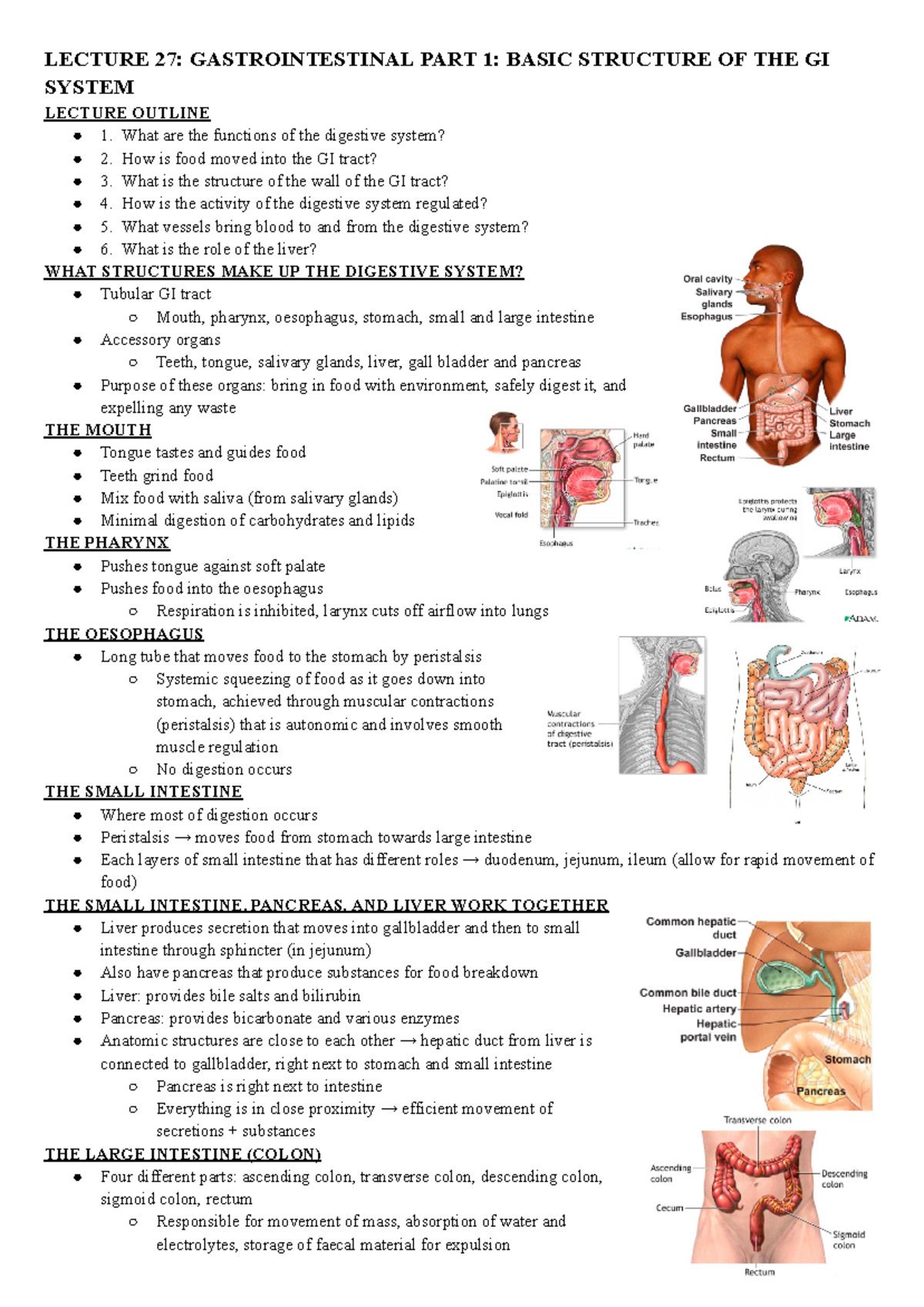 PSL301 Gastrointestinal - LECTURE 27: GASTROINTESTINAL PART 1: BASIC ...