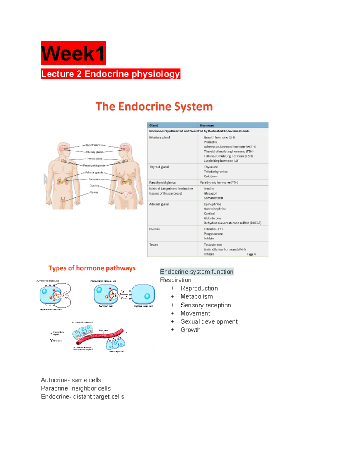 Physio 2001 notes lecture 2 - Week Lecture 2 Endocrine physiology ...