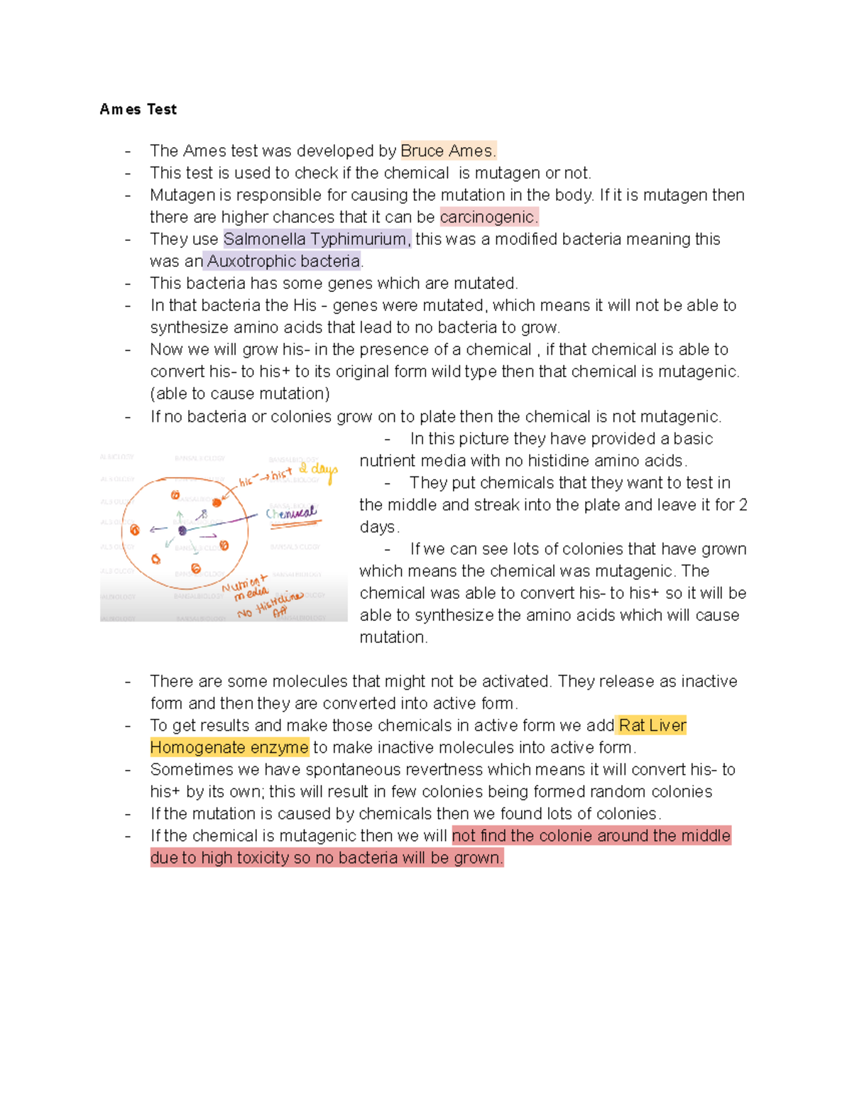 Gene 221 notes - Ames Test - The Ames test was developed by Bruce Ames ...