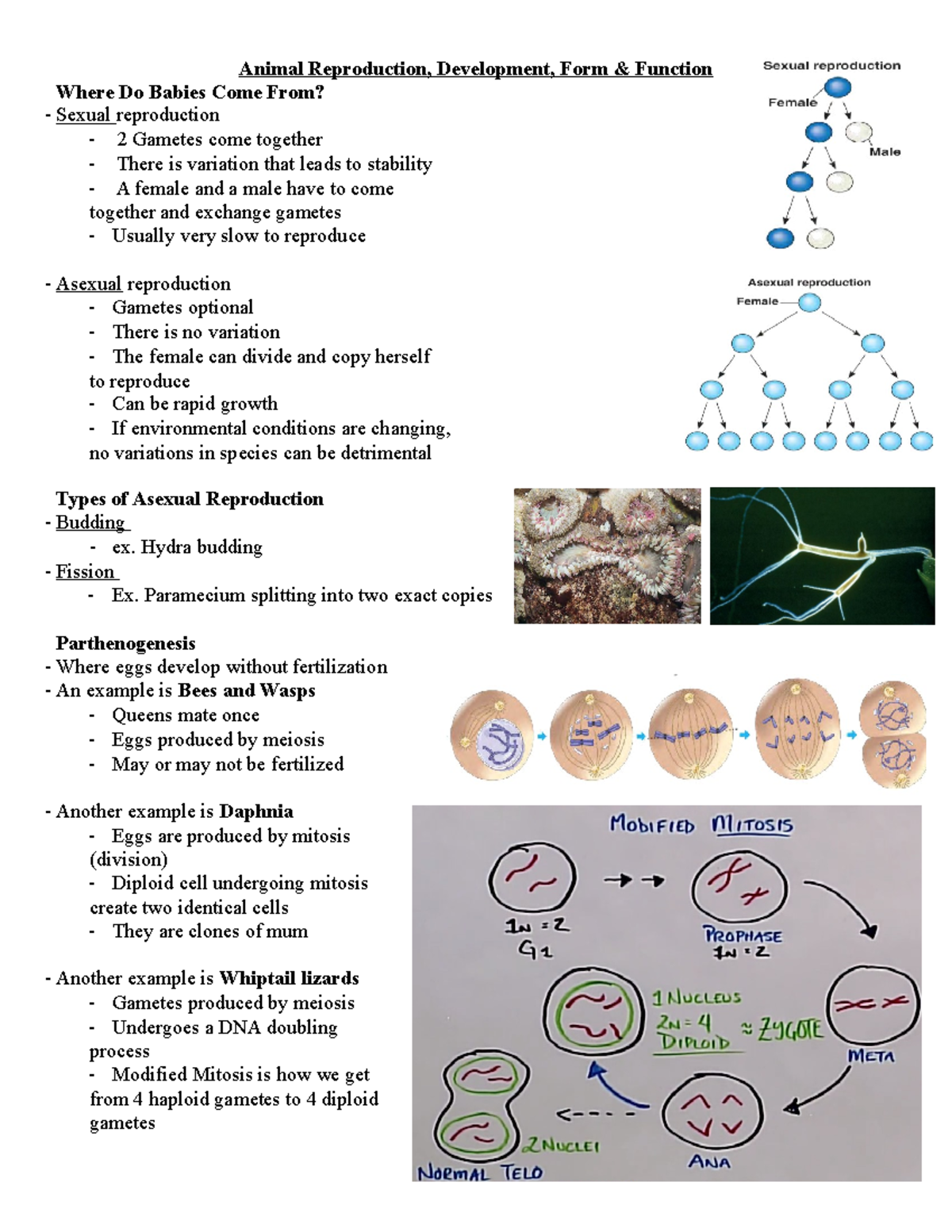 BIO Topic 2 - Animal Reproduction, Development, Form & Function Where ...