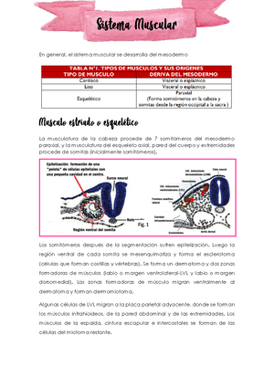 Desarrollo DEL SACO Coriónico - DESARROLLO DEL SACO CORIÓNICO El final ...