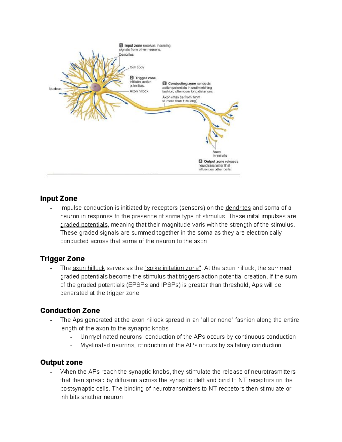 Lecture 5 Neurons and states - Input Zone - Impulse conduction is ...