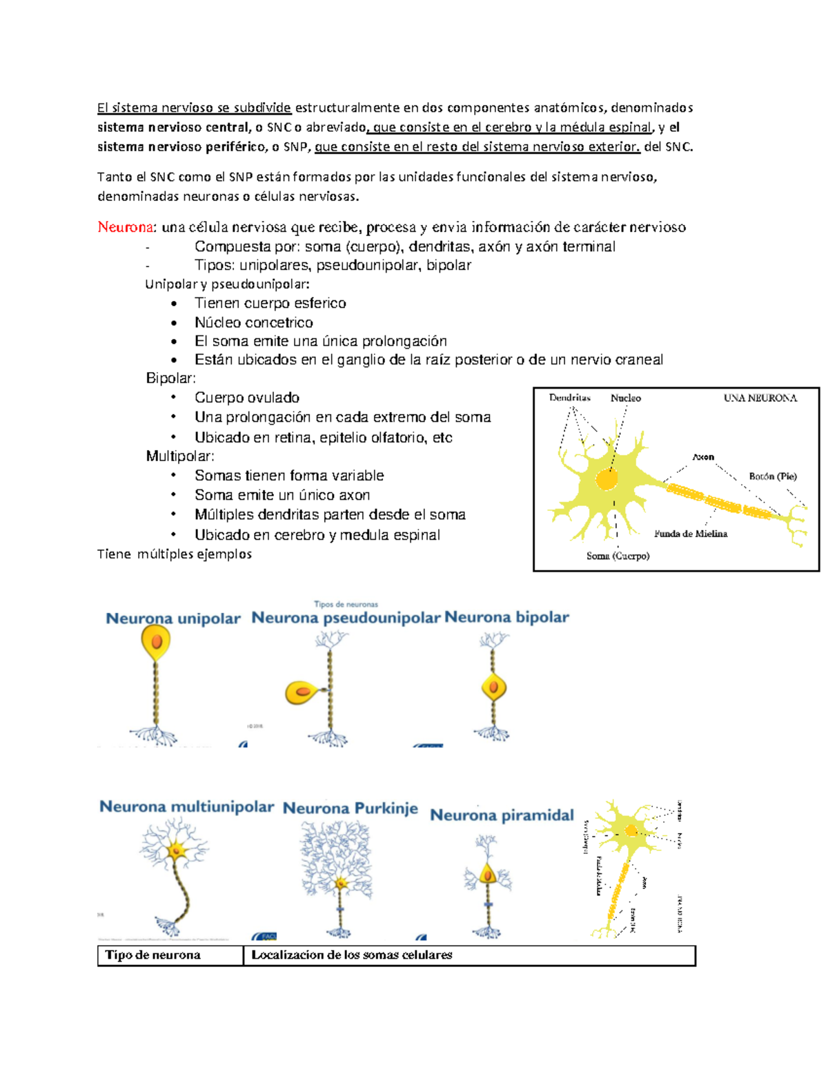 Sistema nervioso - del SNC. Tanto el SNC como el SNP est·n formados por ...