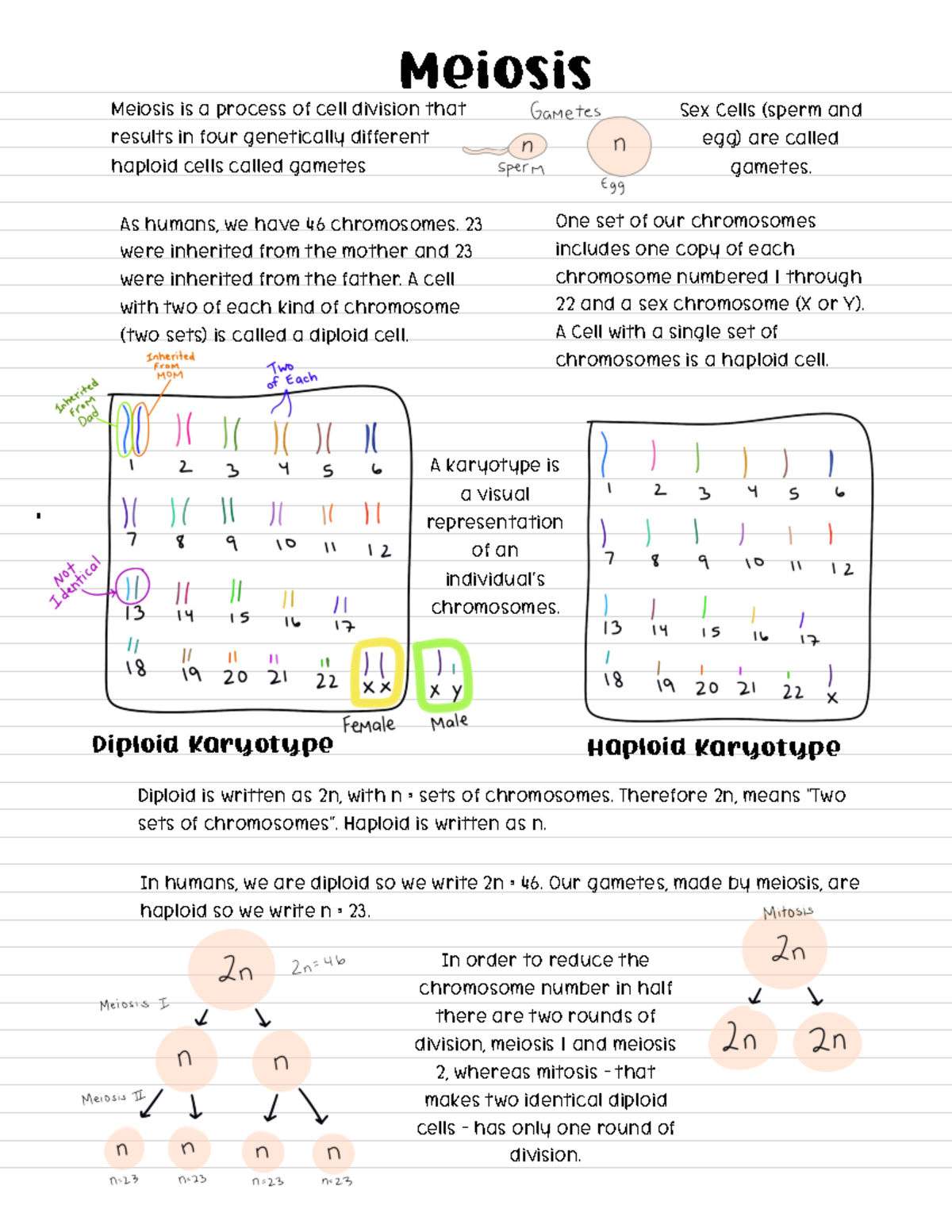 Meiosis Notes page 1 - Haploid Karyotype Meiosis is a process of cell ...