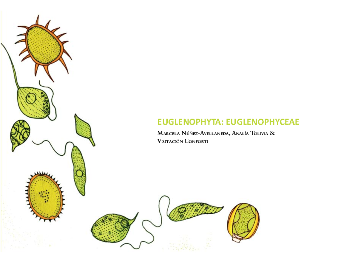 Euglenozoa - EUGLENOPHYTA: EUGLENOPHYCEAE MarCeLa núñez-aVeLLaneda ...