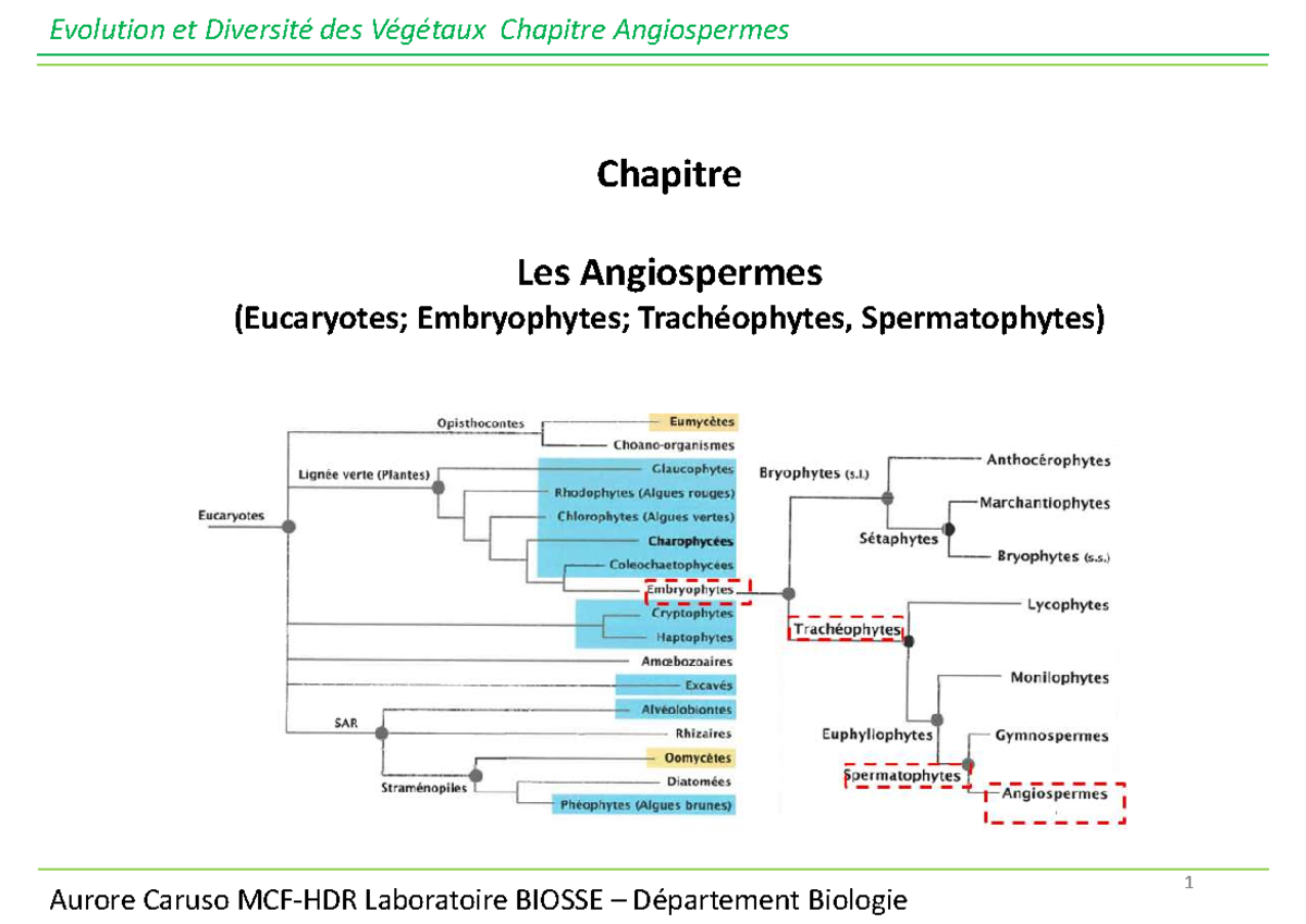 Chapitre angiospermes - 1 Chapitre Les Angiospermes (Eucaryotes ...